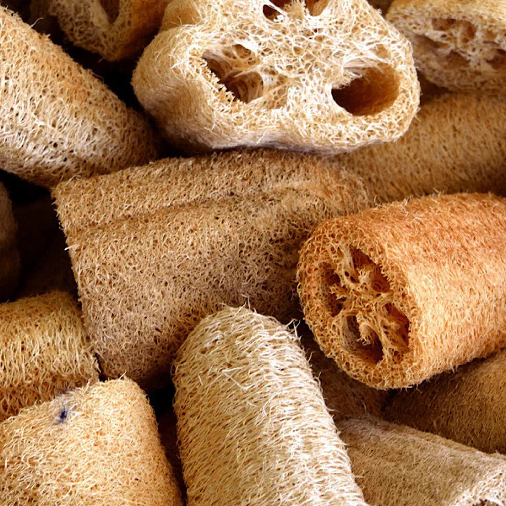 Loofah Piece – Francesco Palmieri